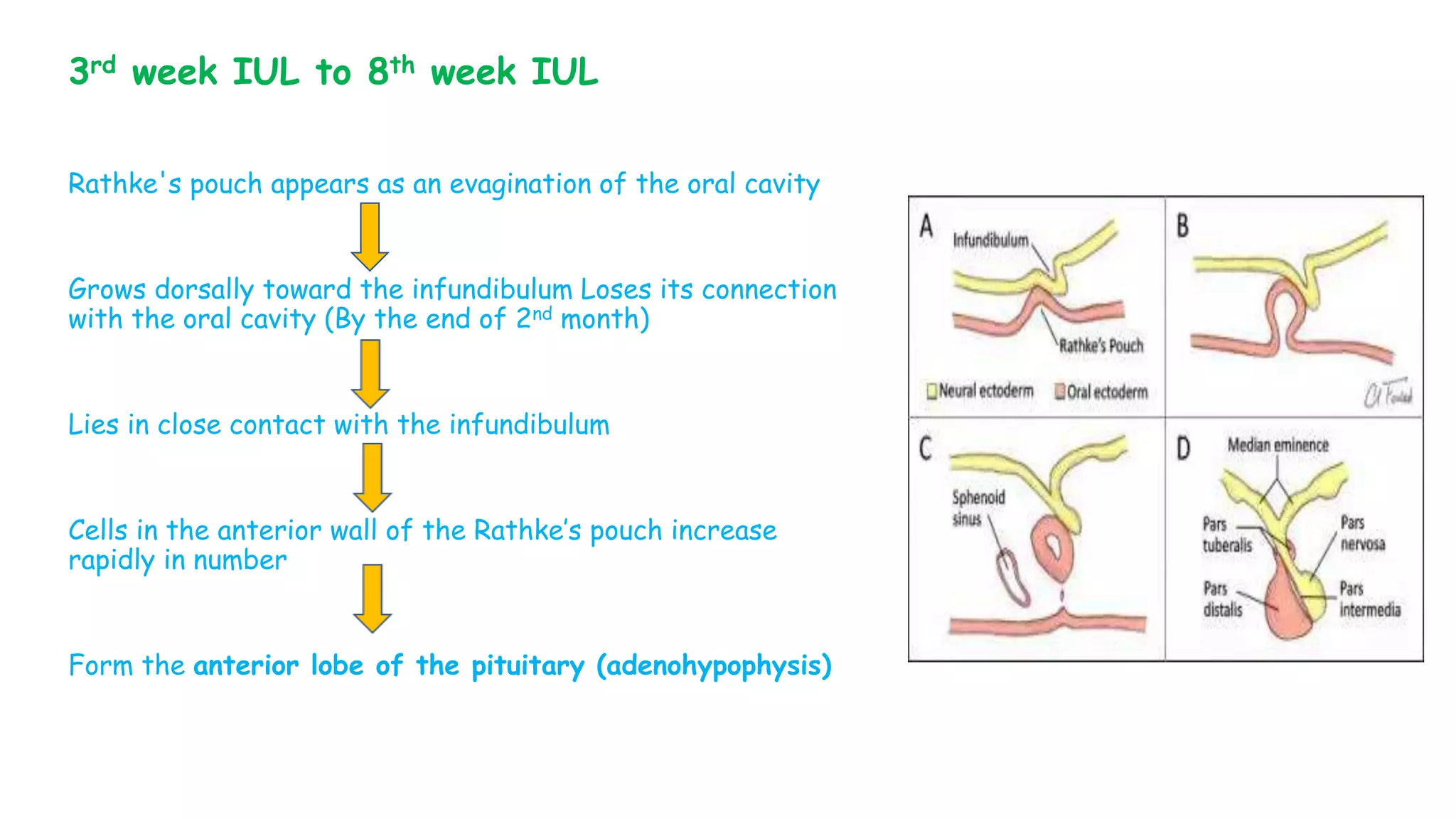Development of the pituitary and salivary glands | PPTX
