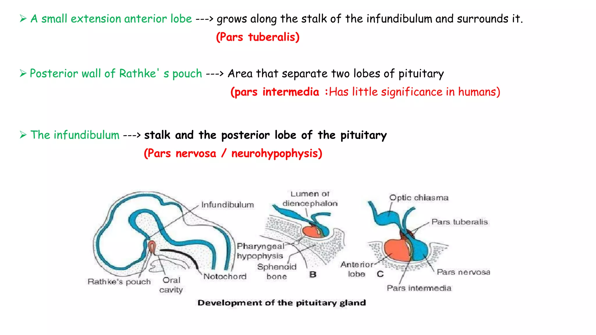 Development of the pituitary and salivary glands | PPTX