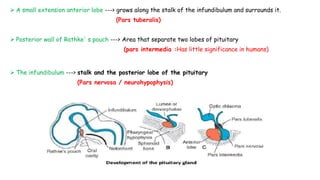 Development of the pituitary and salivary glands | PPTX