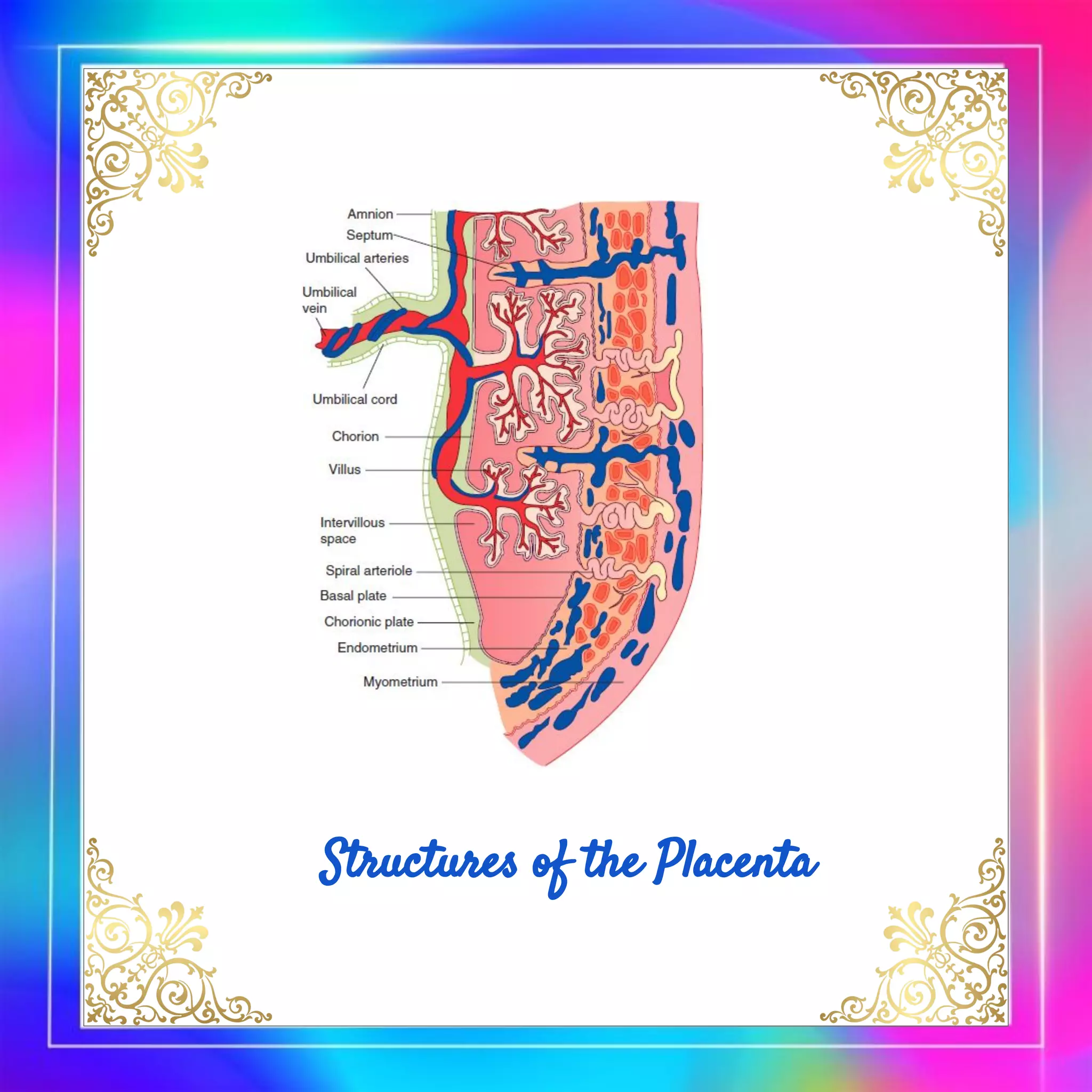 Obstetrics AND Gynaecology, Development of the Placenta / Presentor ...