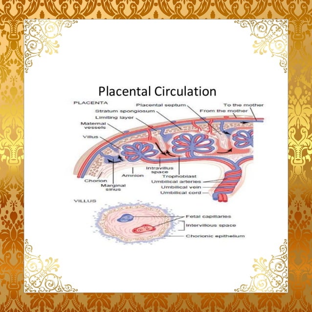 Obstetrics And Gynaecology ,Development of the Placenta / NURSING AND ...