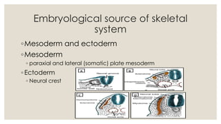 Development of the skeletal system by fathima trunkwala | PPTX