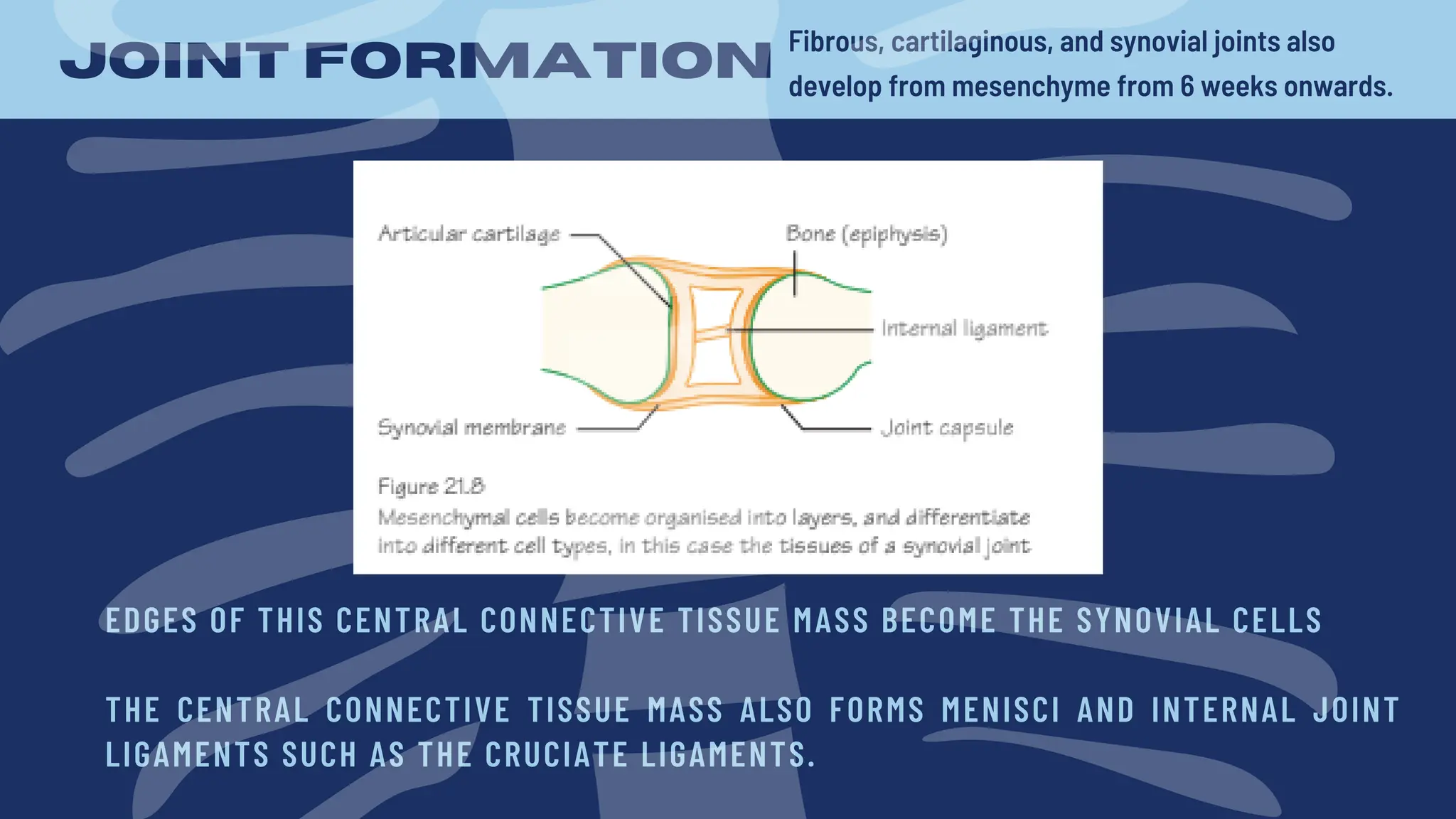 Development of the Skeletal System in Embryology | PDF