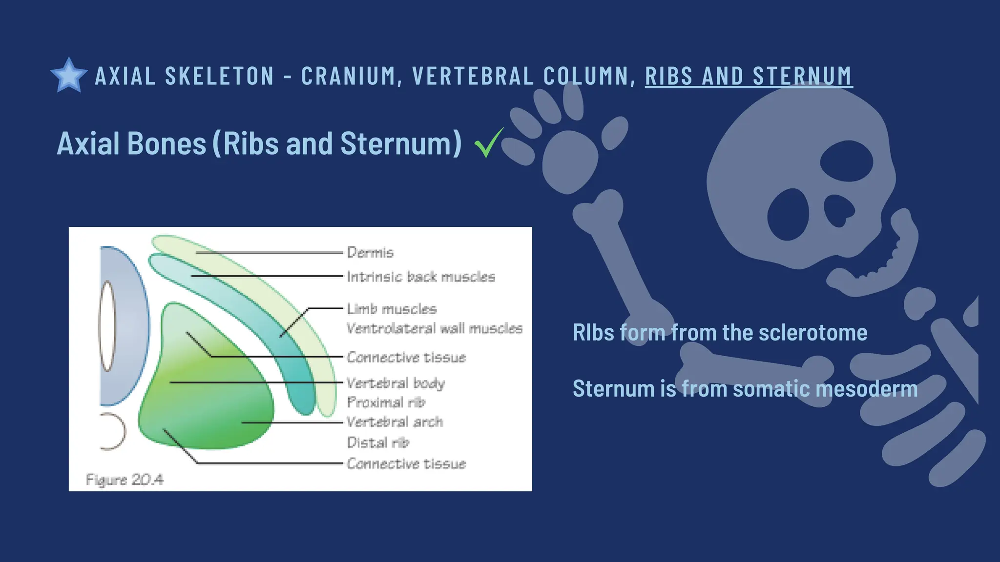 Development of the Skeletal System in Embryology | PDF