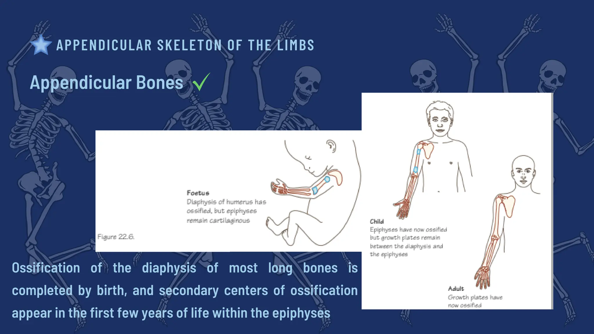 Development of the Skeletal System in Embryology | PDF