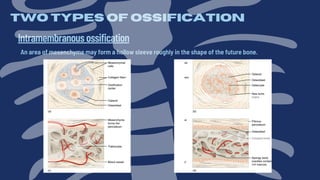 Development of the Skeletal System in Embryology | PDF