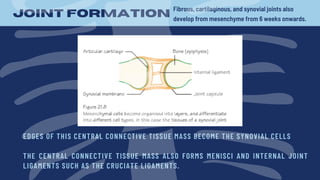 Development of the Skeletal System in Embryology | PDF