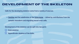 Development of the Skeletal System in Embryology | PDF