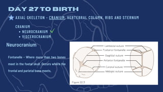 Development of the Skeletal System in Embryology | PDF