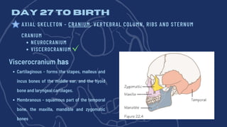 Development of the Skeletal System in Embryology | PDF