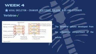 Development of the Skeletal System in Embryology | PDF