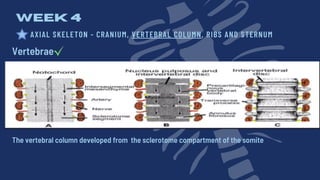 Development of the Skeletal System in Embryology | PDF