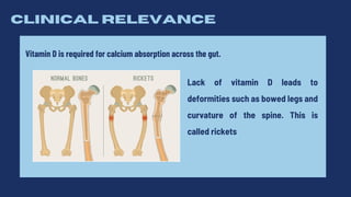 Development of the Skeletal System in Embryology | PDF