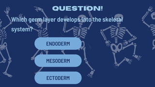 Development of the Skeletal System in Embryology | PDF
