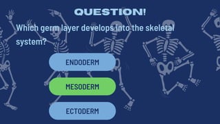 Development of the Skeletal System in Embryology | PDF