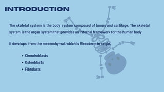 Development of the Skeletal System in Embryology | PDF