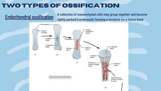 Development of the Skeletal System in Embryology | PDF