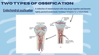 Development of the Skeletal System in Embryology | PDF