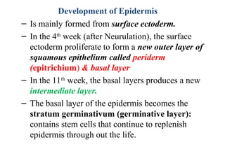Development of the skin and its derivatives.ppt
