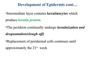 Development of the skin and its derivatives.ppt