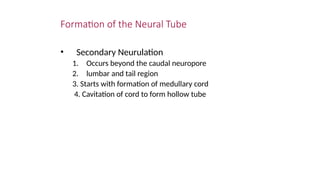 DEVELOPMENT OF THE SPINAL CORD AND BRAIN.pptx