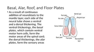 DEVELOPMENT OF THE SPINAL CORD AND BRAIN.pptx