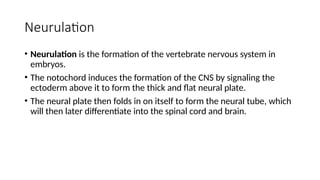 DEVELOPMENT OF THE SPINAL CORD AND BRAIN.pptx