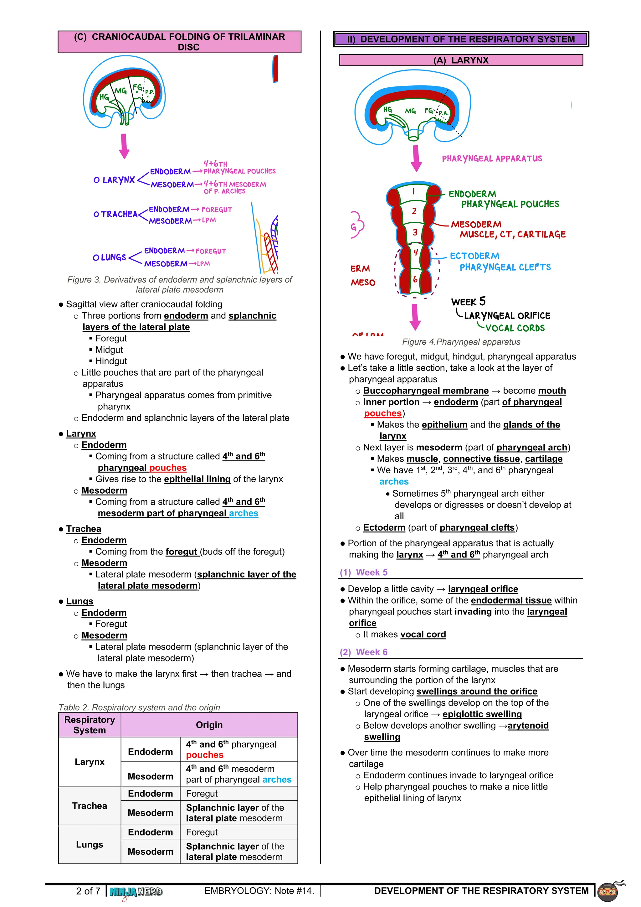 Development of the System respiratory embryo | PDF