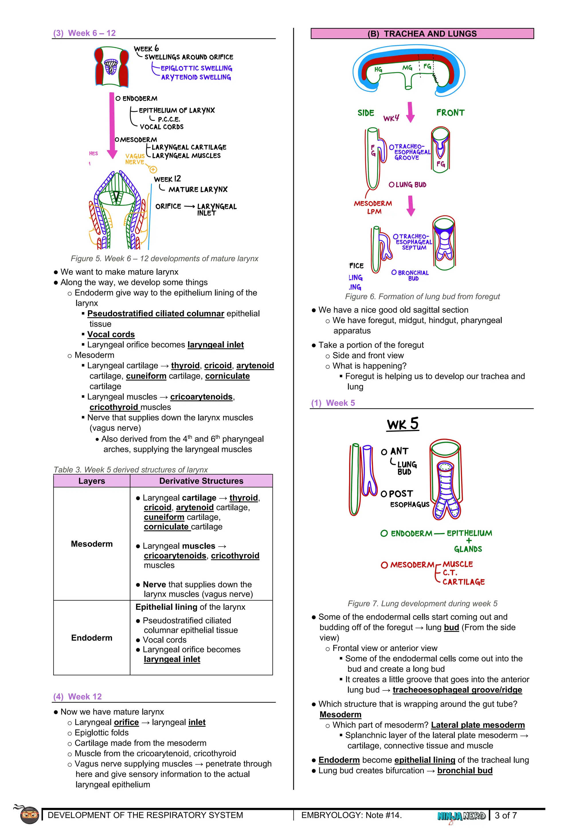 Development of the System respiratory embryo | PDF