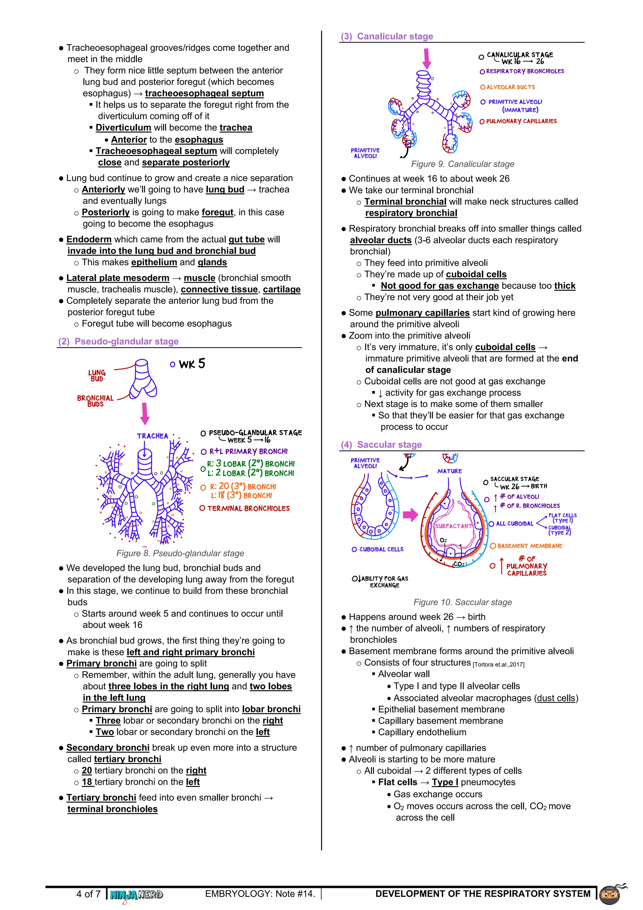 Development of the System respiratory embryo | PDF