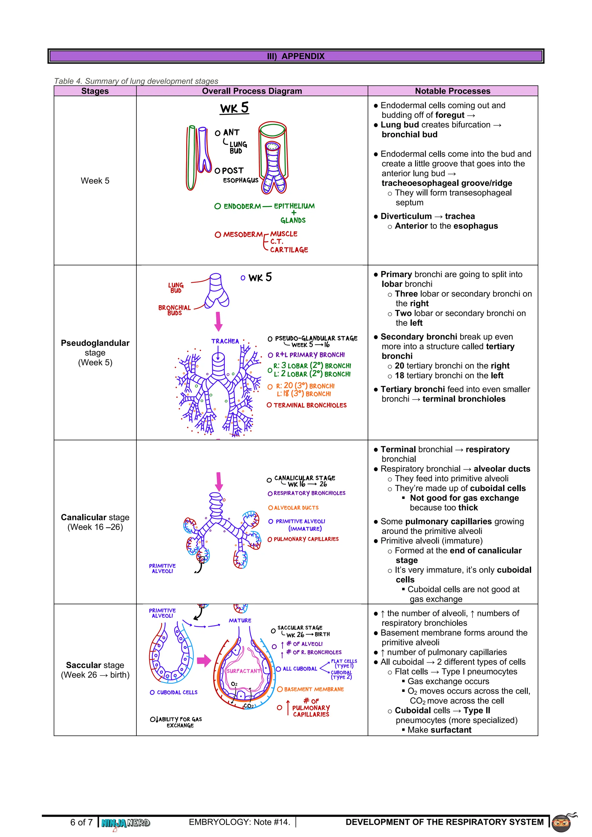 Development of the System respiratory embryo | PDF