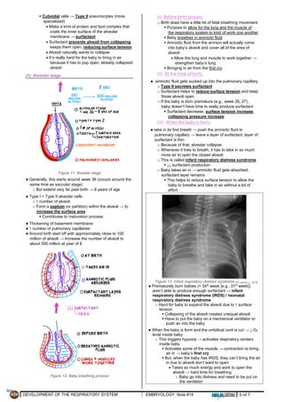 Development of the System respiratory embryo | PDF