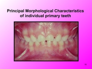 Development of the teeth and occlusion | PPT