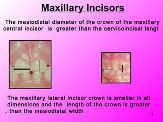Development of the teeth and occlusion | PPT