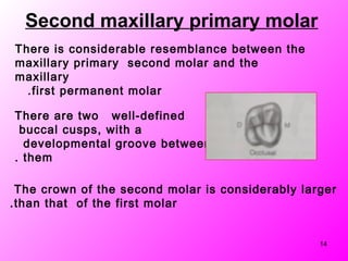 Development of the teeth and occlusion | PPT