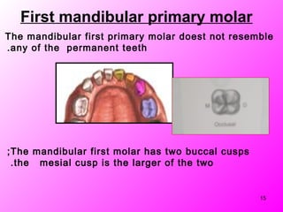 Development of the teeth and occlusion | PPT