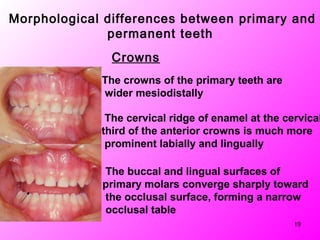 Development of the teeth and occlusion | PPT