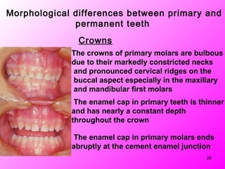 Development of the teeth and occlusion | PPT