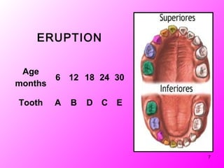 Development of the teeth and occlusion | PPT