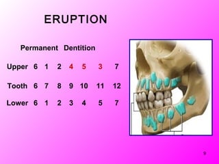 Development of the teeth and occlusion | PPT