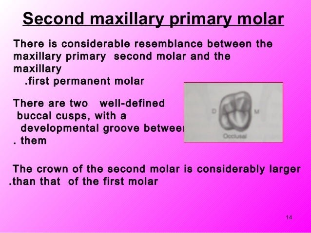 Primary Maxillary Second Molar