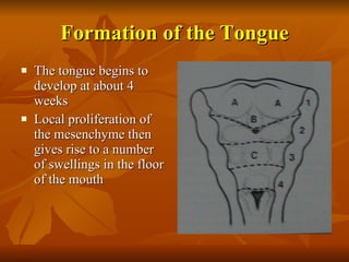 Development of the tongue | PPT