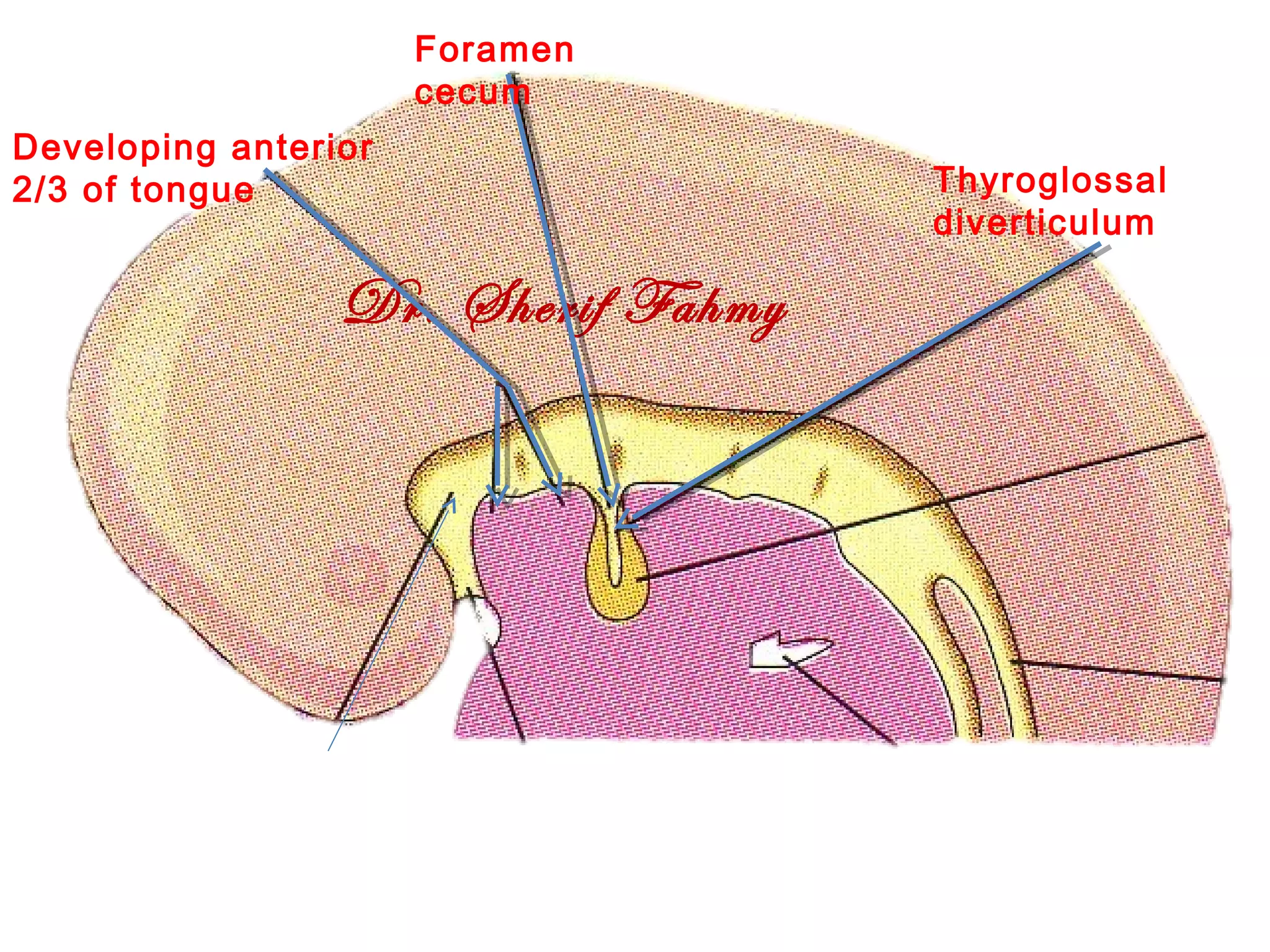 Development of Thyroid Gland (Special Embryology) | PPS