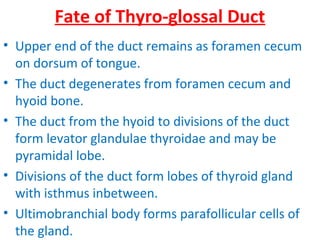 Development of Thyroid Gland (Special Embryology) | PPS