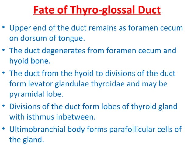 Development of Thyroid Gland (Special Embryology) | PPS