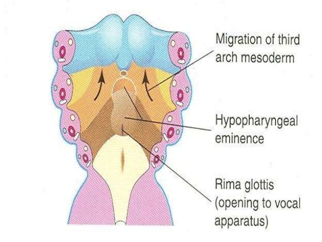 Development of tongue
