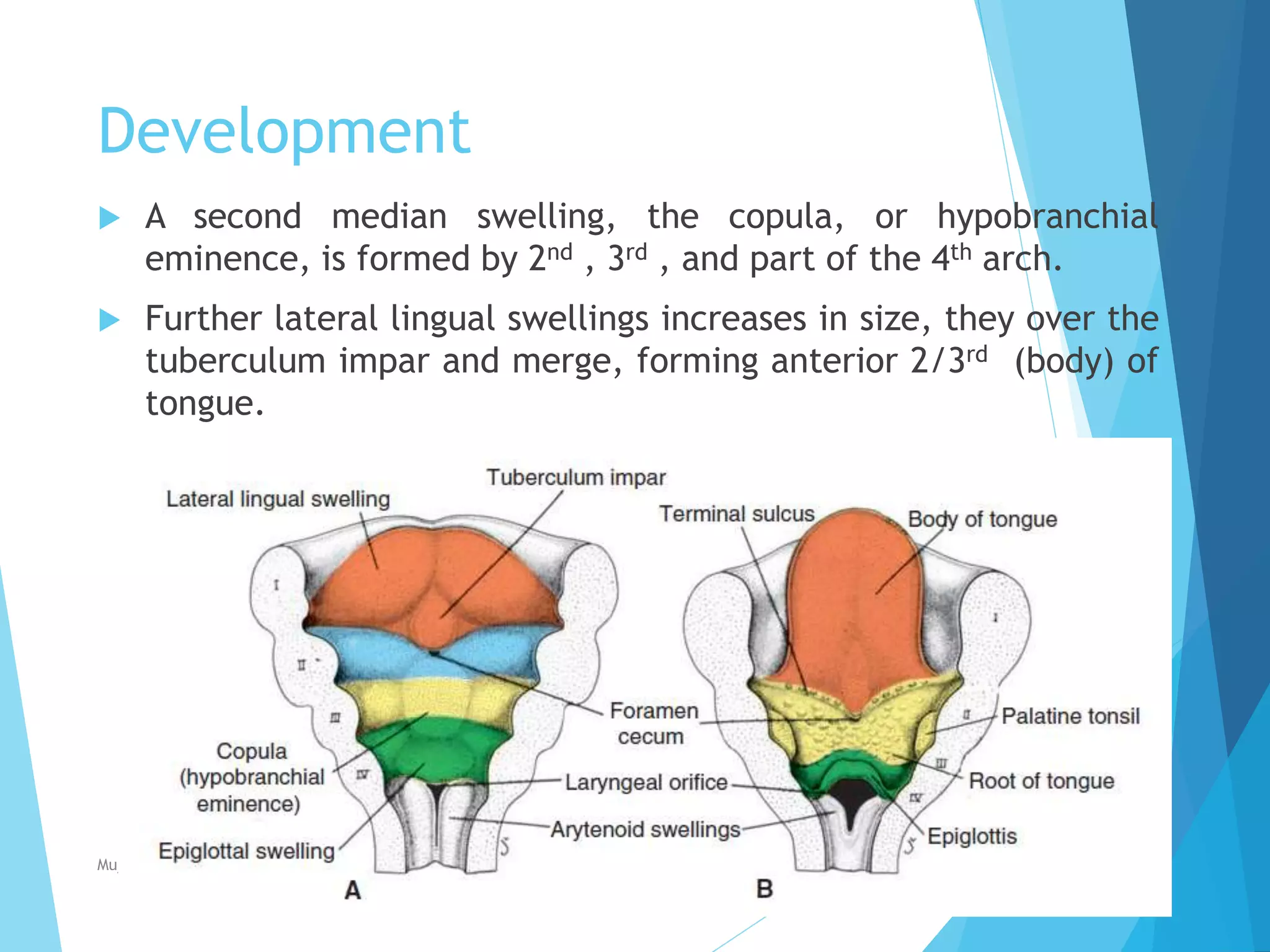 Development of tongue, Speech & Prosthodontic consideration | PPTX
