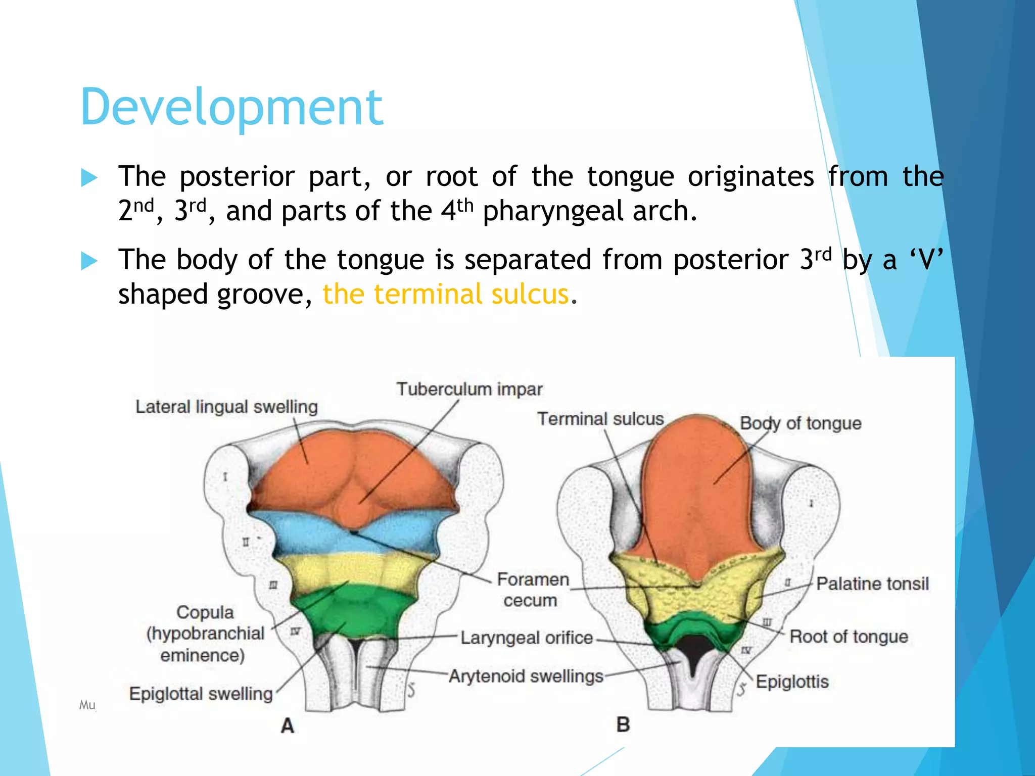 Development of tongue, Speech & Prosthodontic consideration | PPTX ...