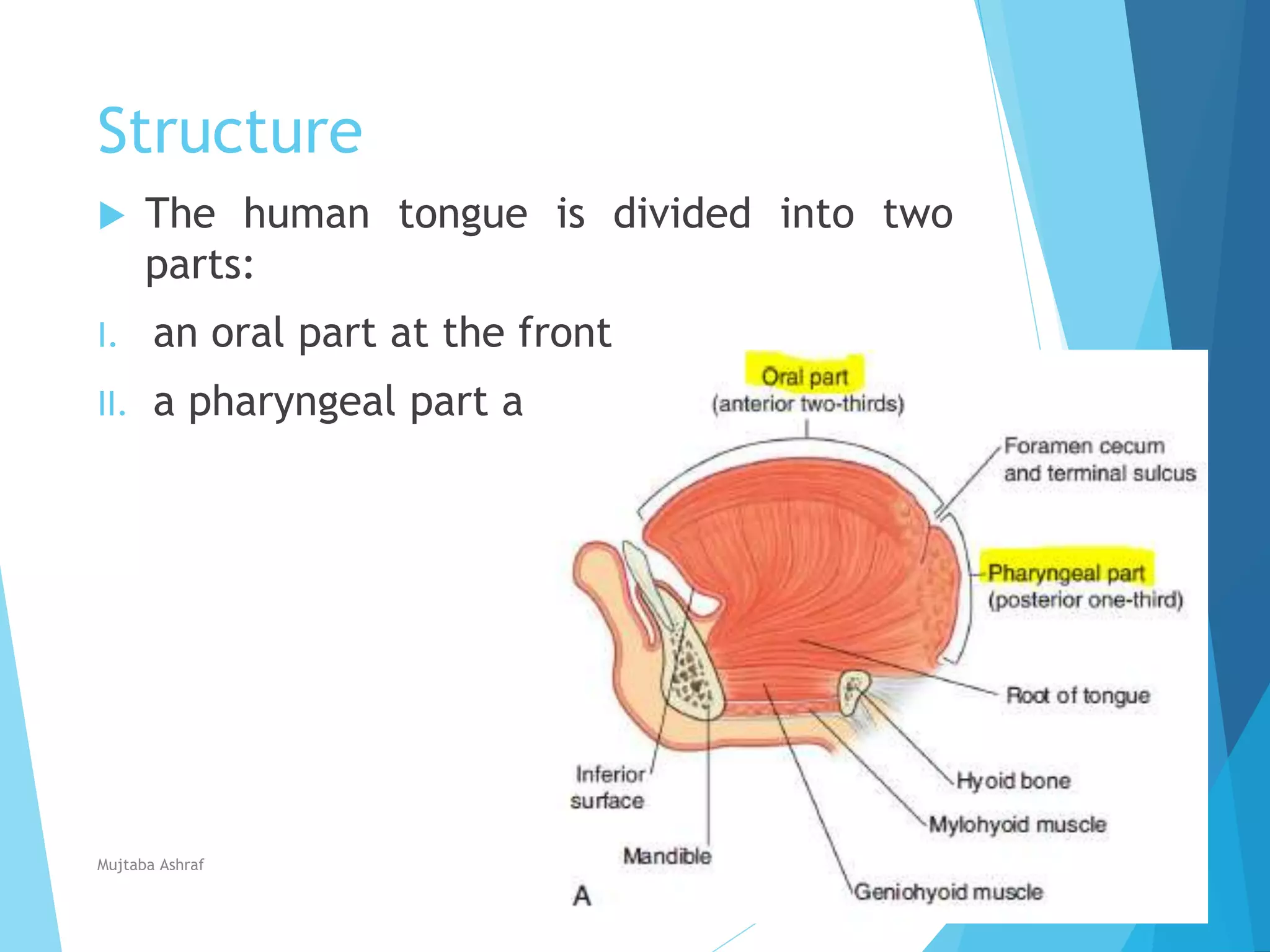 Development of tongue, Speech & Prosthodontic consideration | PPTX