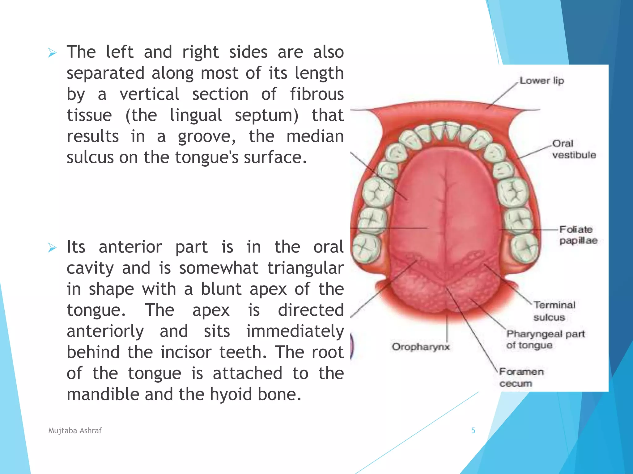 Development of tongue, Speech & Prosthodontic consideration | PPTX